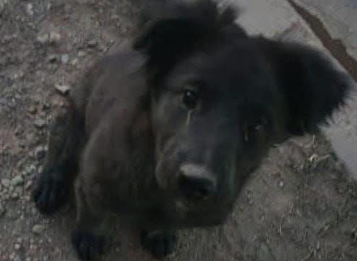 La Quiaca: buscan a un cachorro