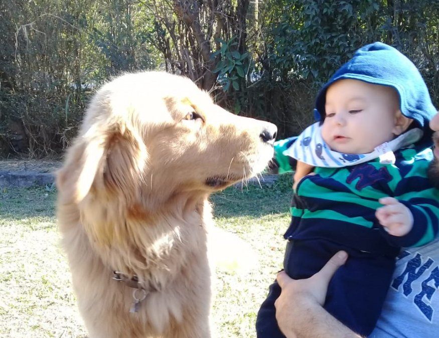 Buscan a Ciro, un perro extraviado en Yala