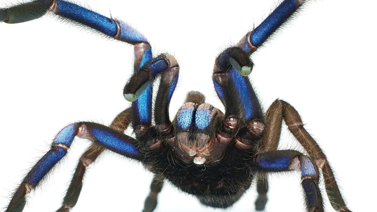 Descubren una increíble tarántula de color azul eléctrico