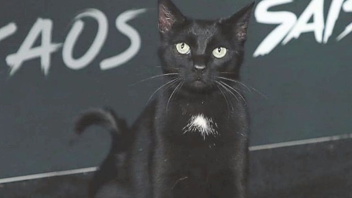 Salem, el gato de Sabrina, se llevó toda la atención en la alfombra roja