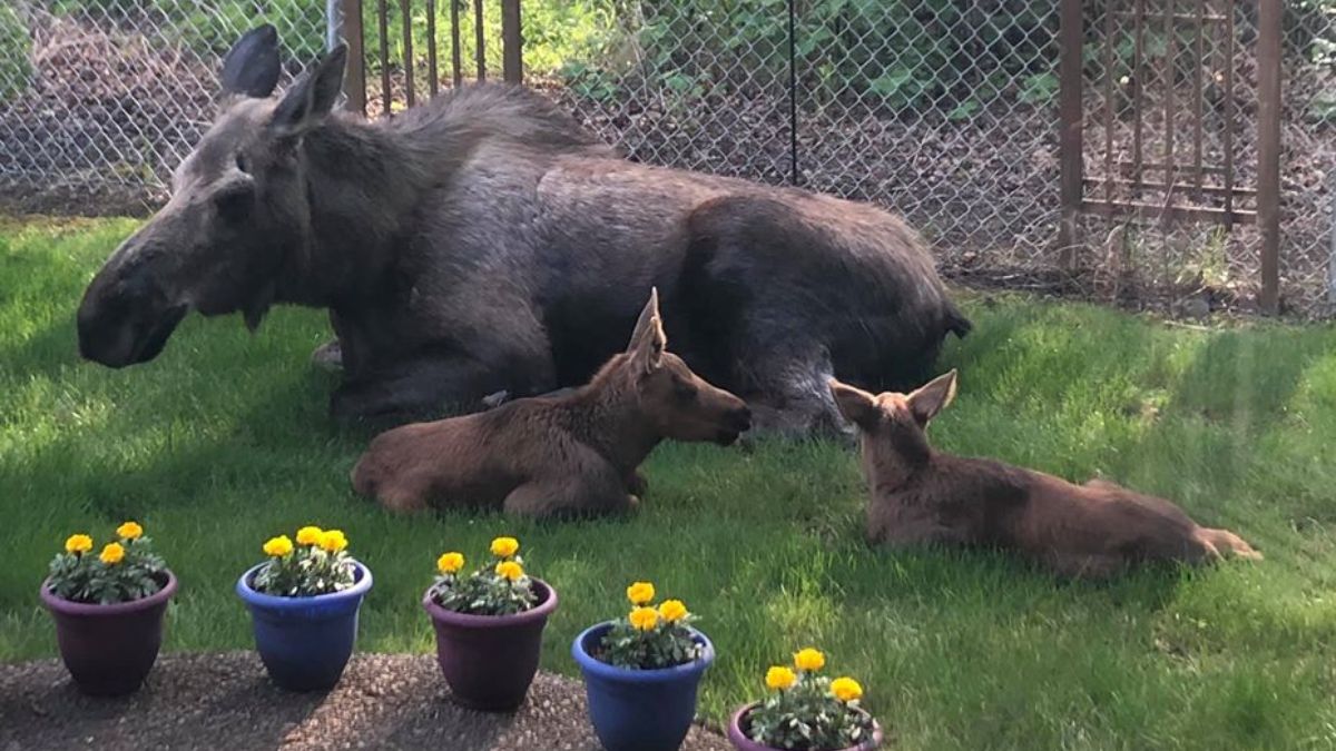 Un alce y sus crías se instalaron en el patio de una familia en Alaska