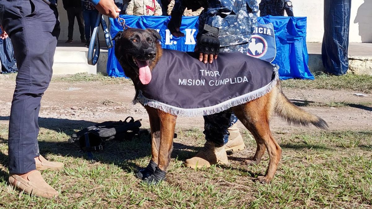 Pura emoción: Se jubilaron Thor y Drako, dos perros policías de la ...