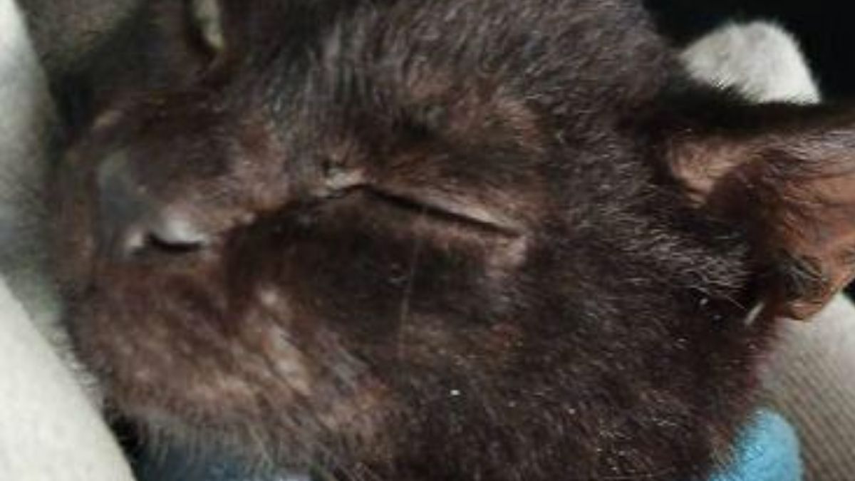 Un gato sufre y necesita ayuda para una extracción dental