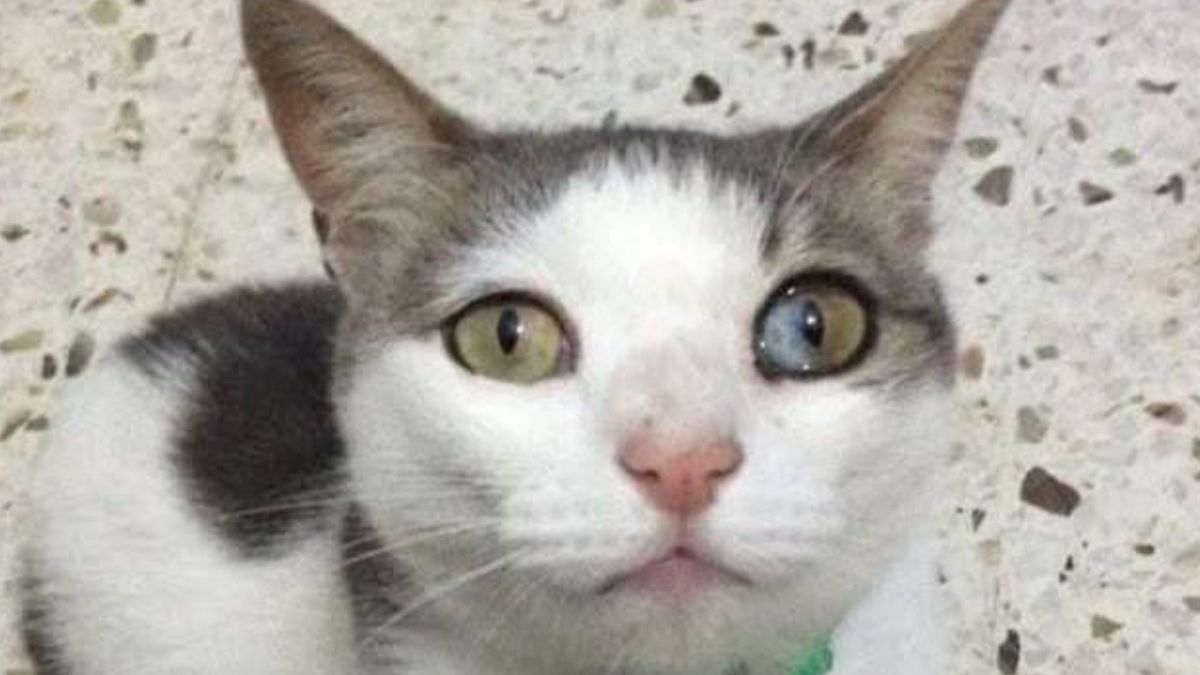 Suy, una gata perdida y la esperanza de su dueña de que esté viva y cuidada