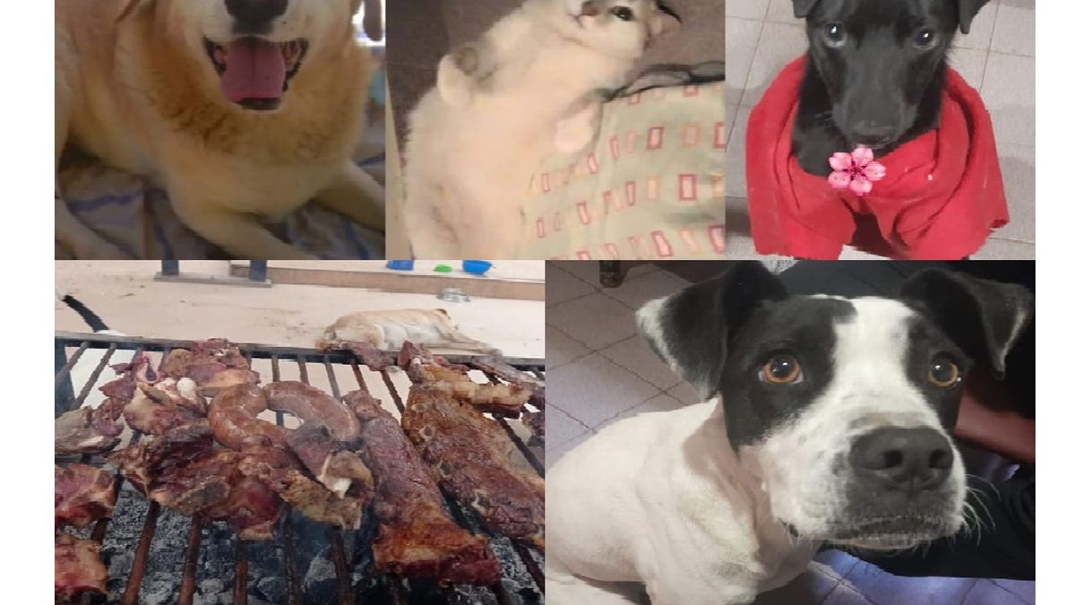 Festejó el Día del Amigo haciendo asado para sus perros y gata