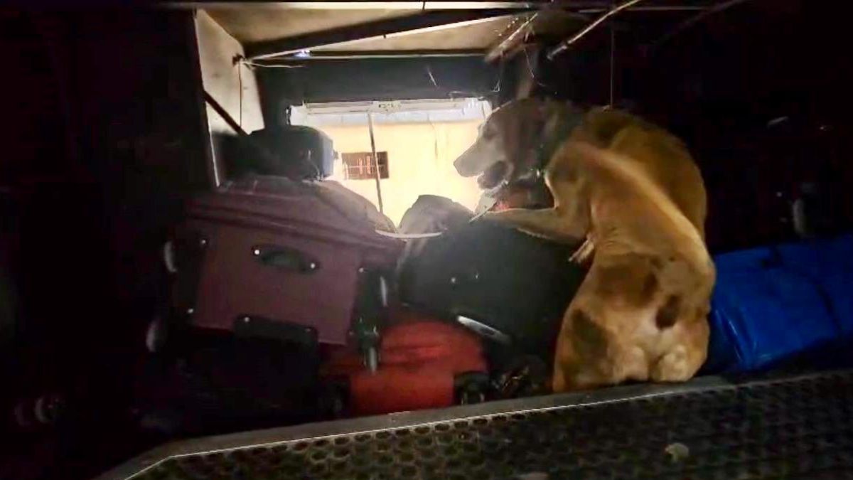 Perro antinarcóticos detectó cocaína oculta en el doble fondo de un ...