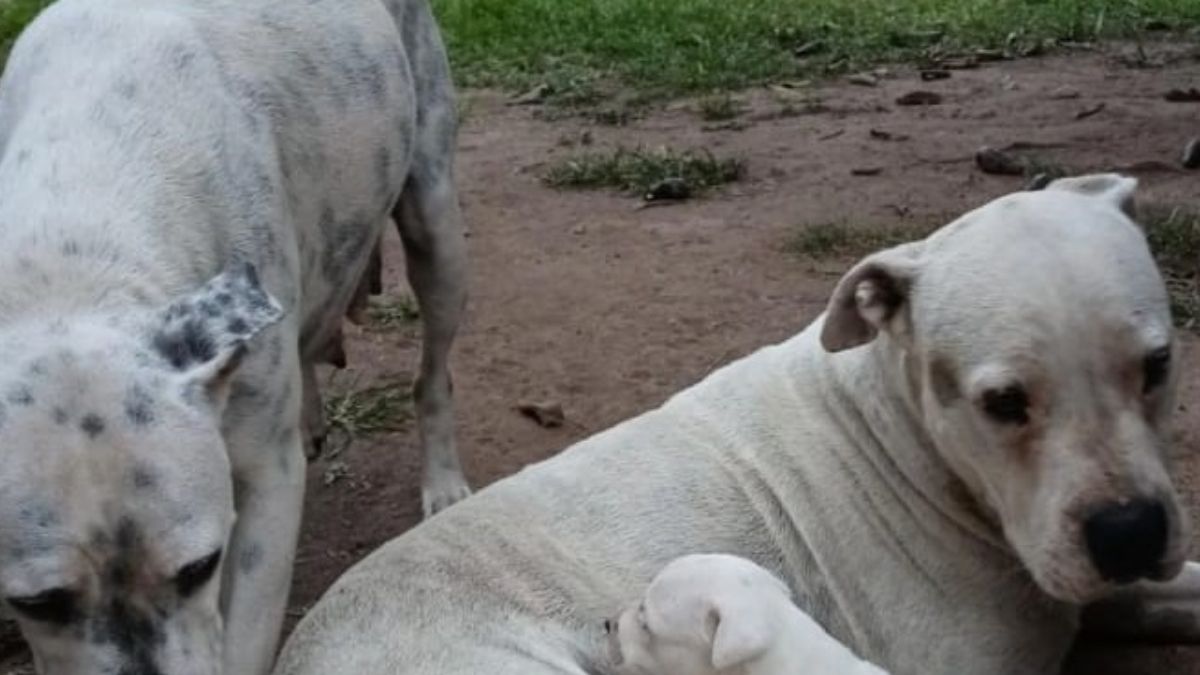 Dos perros dogo escaparon de su vivienda en Palpalá
