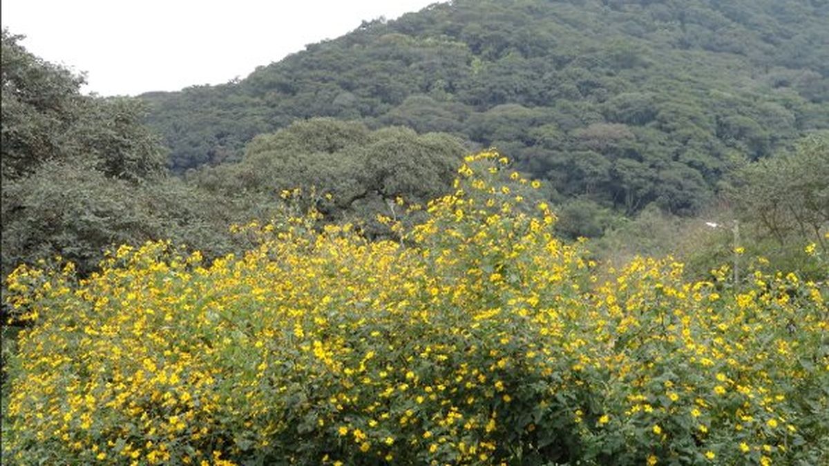 Piden colaboración en el control del pasto cubano