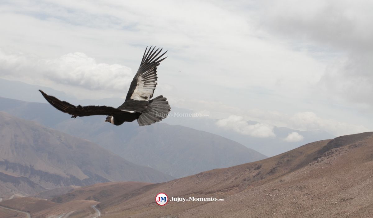 El Cóndor Andino fue declarado Monumento Natural de la provincia