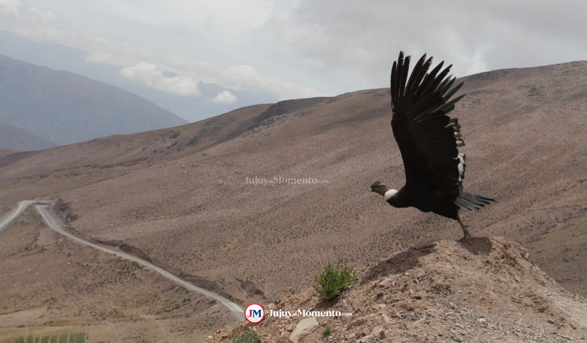 El Cóndor Andino fue declarado Monumento Natural de la provincia