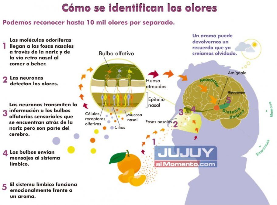 Cómo se puede identificar millones de olores