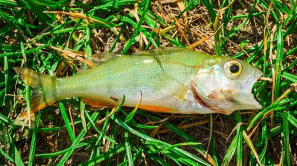 Lluvia de peces: el extraño fenómeno meteorológico que sorprendió a una ...