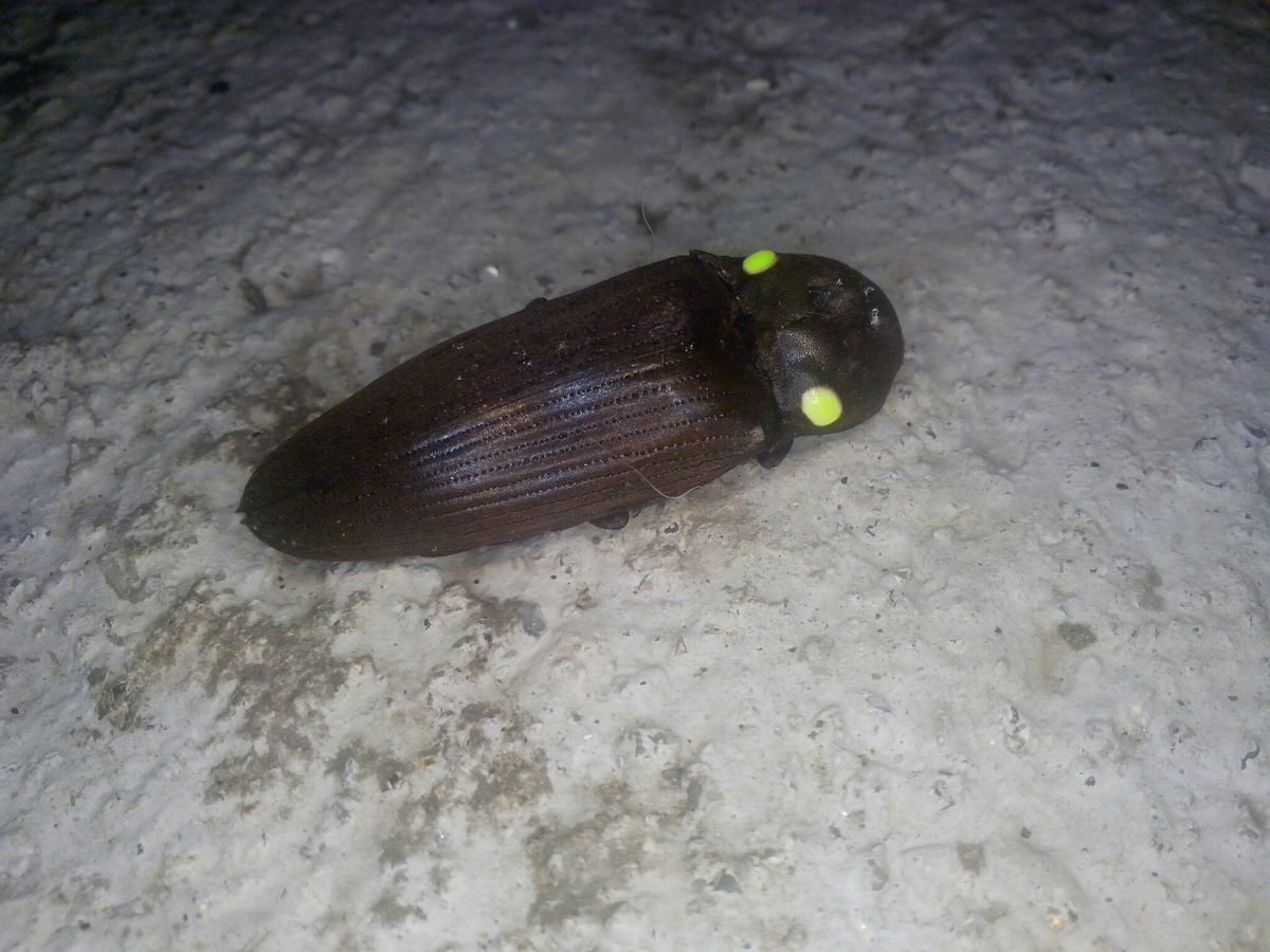 Tipos de insectos en Jujuy: características y el valioso rol que tienen ...