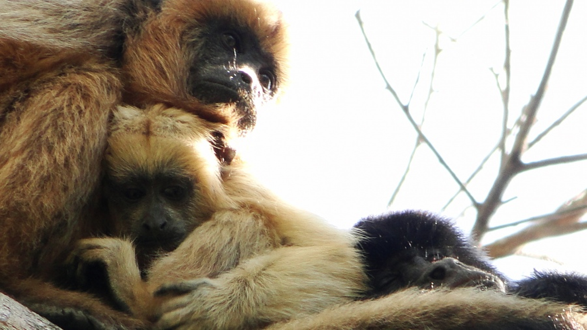 Declararon al mono aullador como Monumento Natural