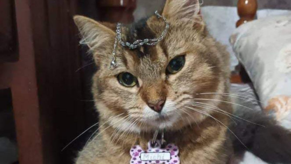 Michi se perdió en Alto Comedero