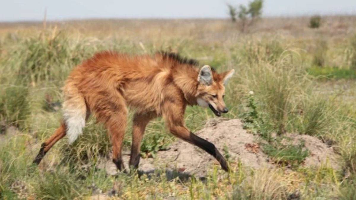 Reapareció el animal que inspiró la leyenda del lobizón hace 200 años