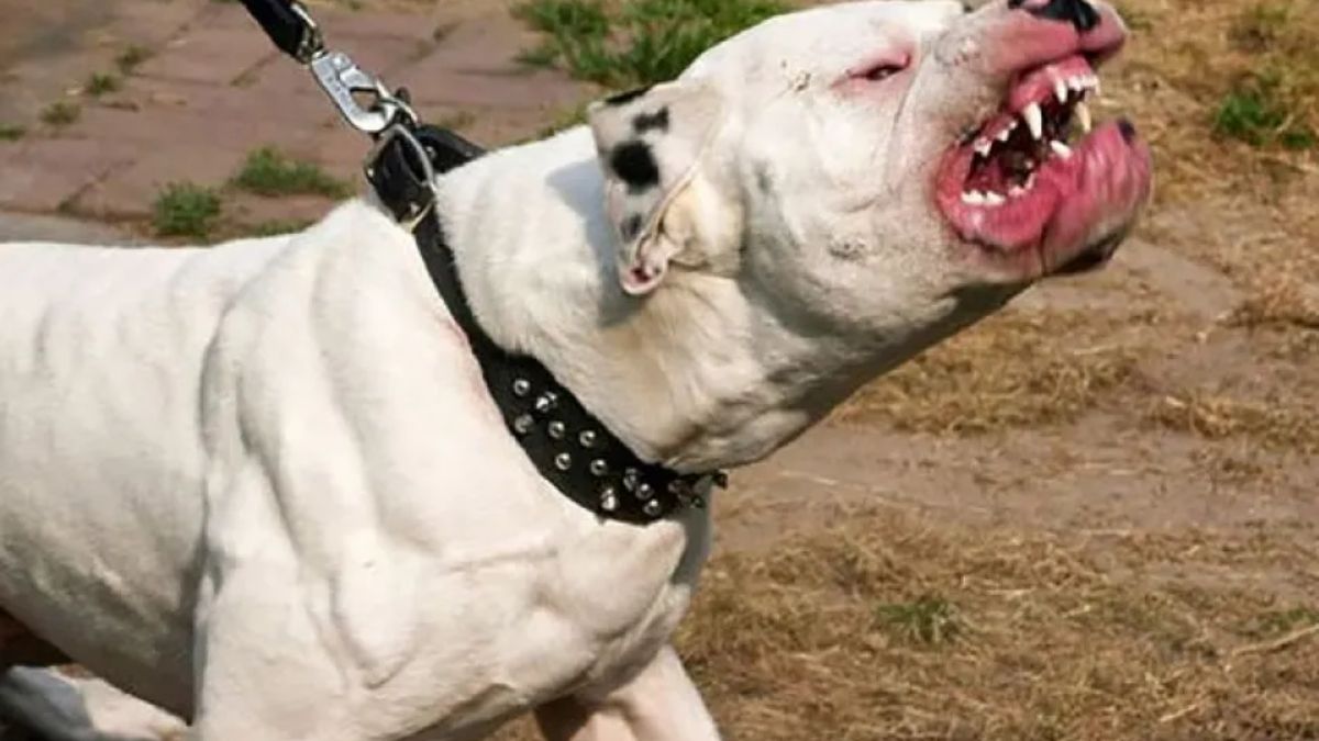 Internaron a un joven jujeño tras ser atacado por un dogo