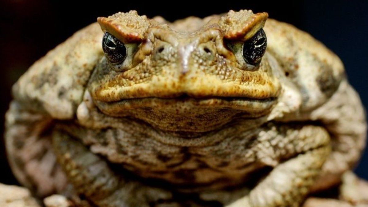 Preocupación en EE UU por la aparición de una especie de sapo venenoso