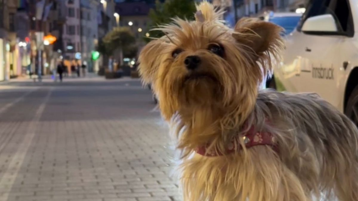 Yala: ofrecen medio millón de pesos por Naya