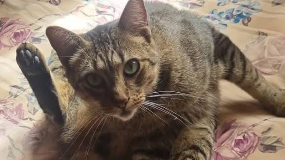 Roby se perdió en barrio San Pedrito