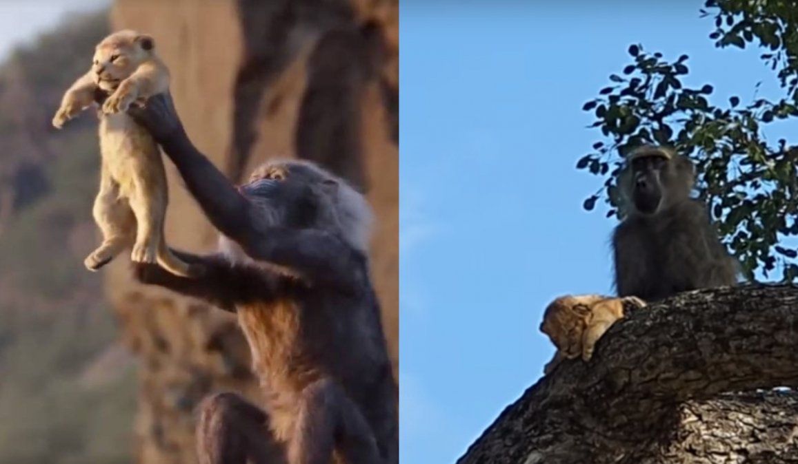 Un mono y un cachorro recrearon la épica escena del Rey León y ...