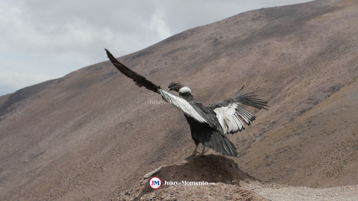 El Cóndor Andino fue declarado Monumento Natural de la provincia