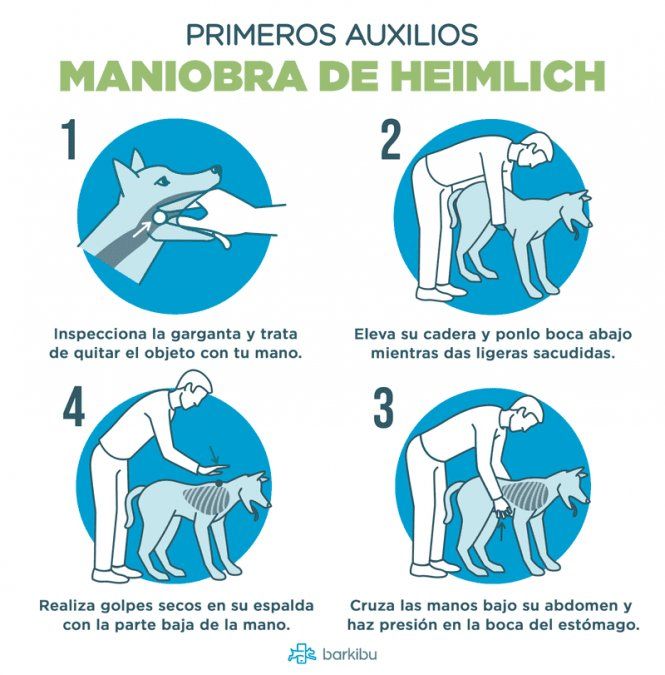 ¿Qué hacer si tu perro se ahoga con algo y cómo darle auxilio?