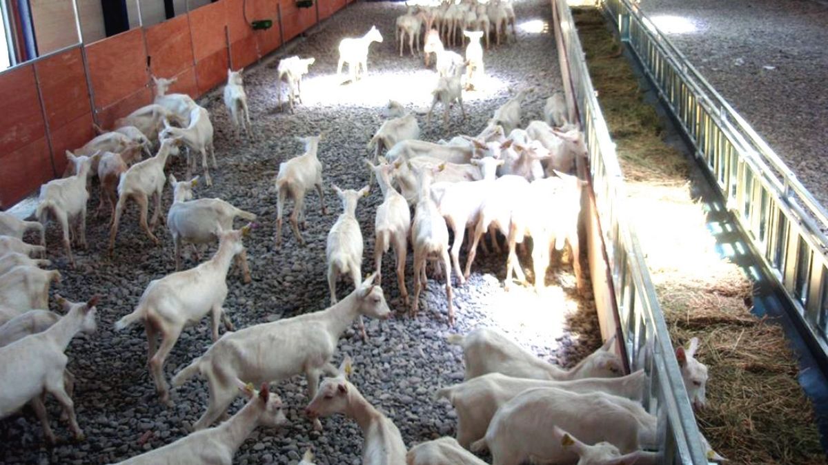 Alarma por la aparición de una nueva enfermedad transmitida por cabras