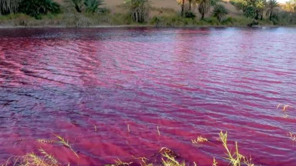 ¿Sangre en el Nilo?: El río se tiñe de rojo y causa conmoción en redes ...
