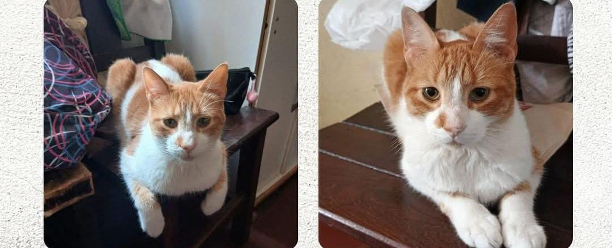 Geovanni, un gato enfermo, sigue perdido en barrio Los Perales