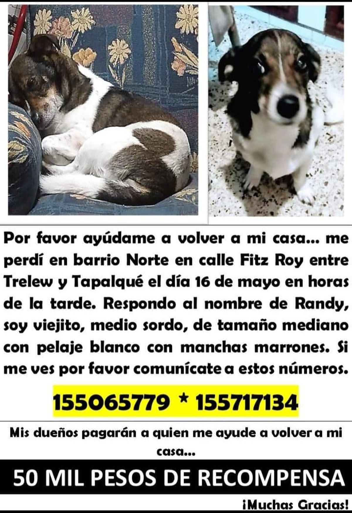 Ofrecen recompensa por hallar a Randy, un perro que padece sordera