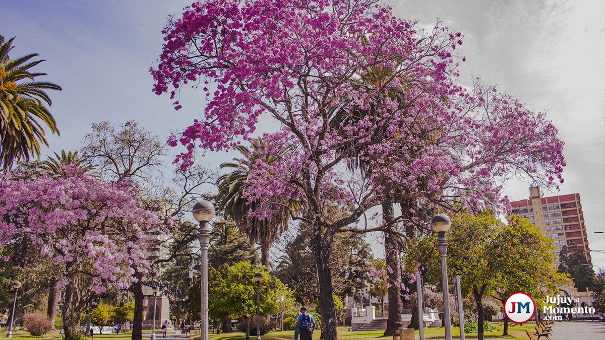 1 de septiembre: Día del Lapacho, árbol emblema de Jujuy