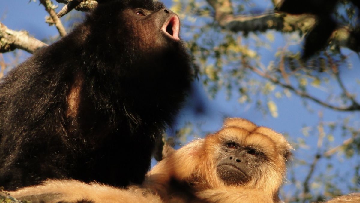 Declararon al mono aullador como Monumento Natural