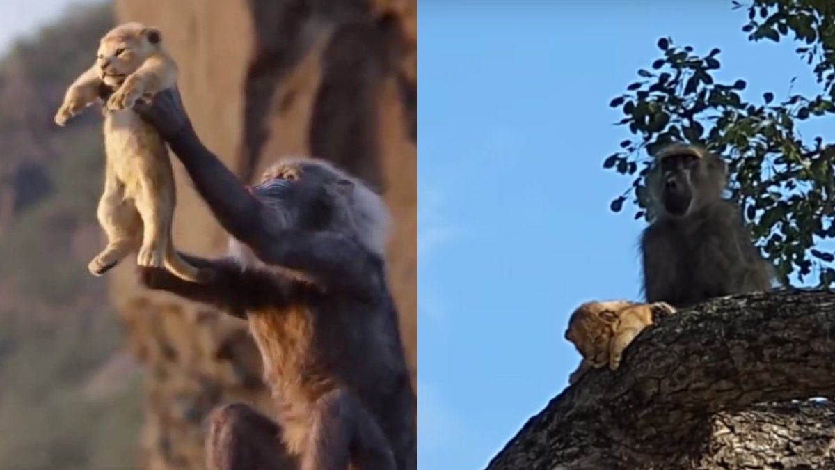 Un mono y un cachorro recrearon la épica escena del Rey León y ...