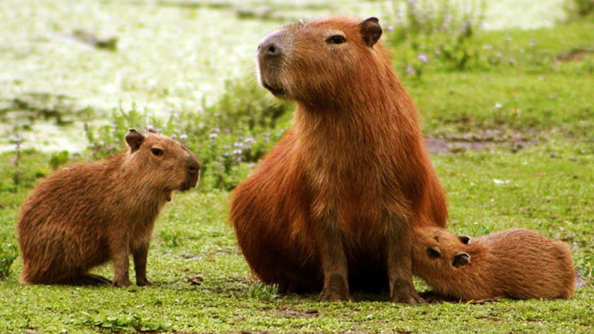 Insólito furor por los carpinchos en las redes sociales