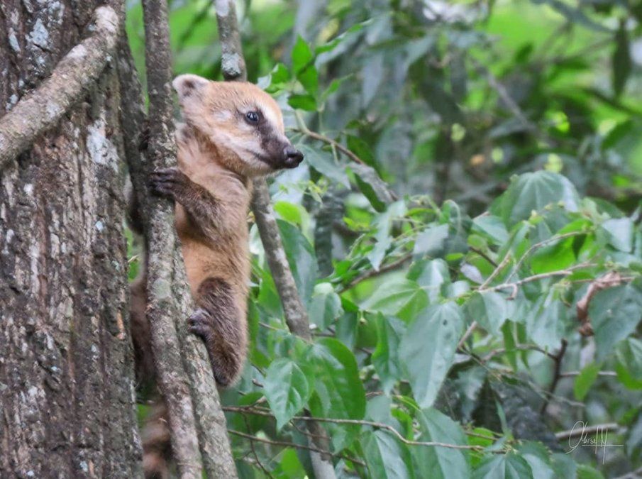 Las increíbles fotos de una familia de coatíes en el Parque Nacional ...