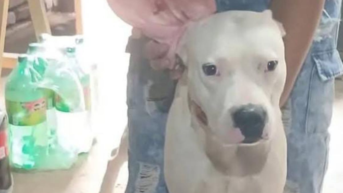 Riko sigue siendo buscado