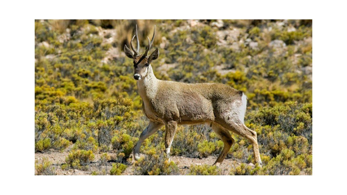 Preservarán tarucas en Volcán