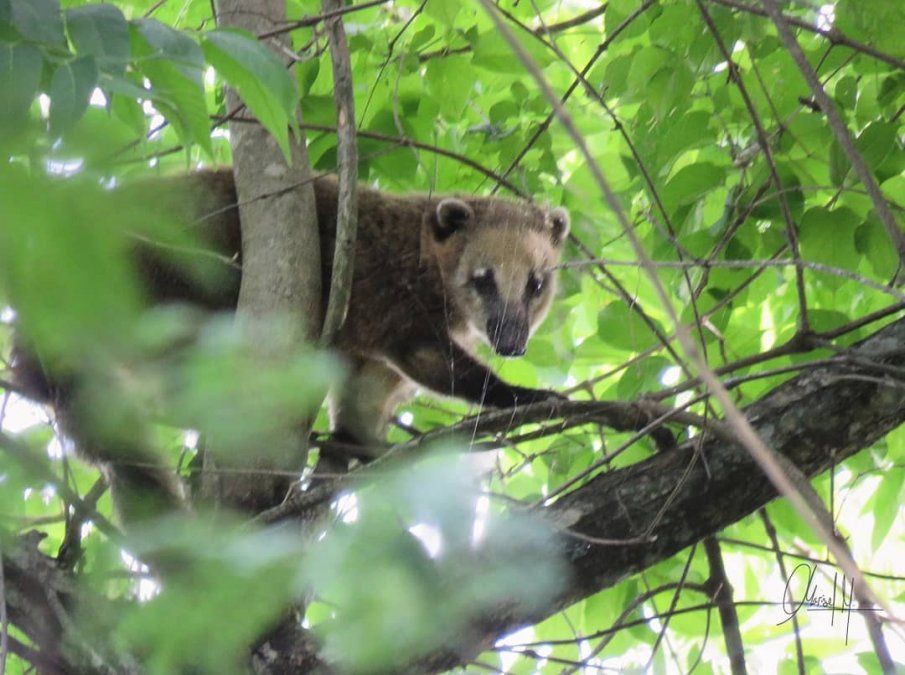 Las increíbles fotos de una familia de coatíes en el Parque Nacional ...