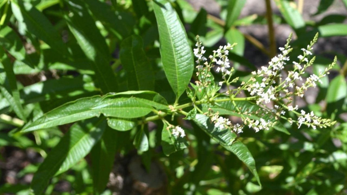 Los beneficios de tomar un rico mate con cedrón