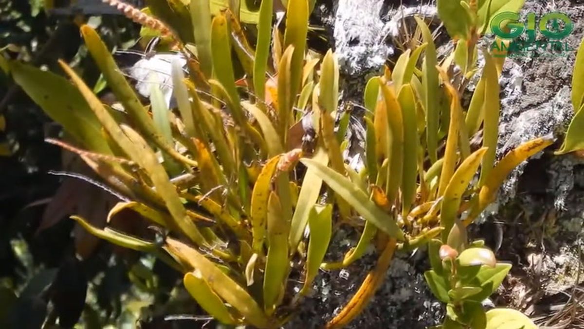 Epífitas: conoce las plantas que son tendencia para decorar el hogar