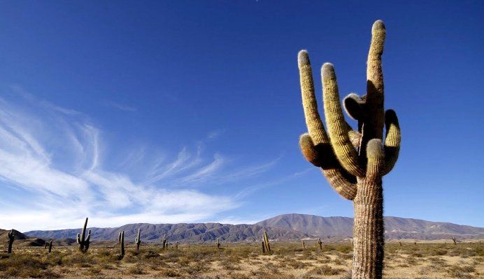 Jujuy busca preservar y hacer uso sustentable del cardón