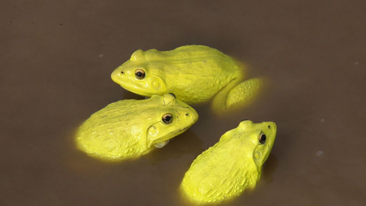 VIDEO: Un ejército de ranas amarillas invade los charcos de la India
